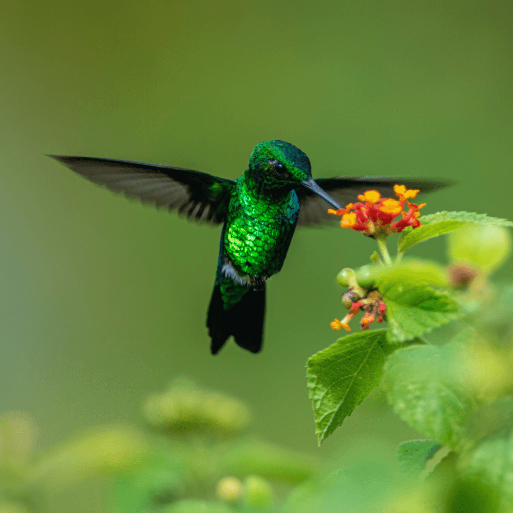 Hummingbirds Of Costa Rica: A Comprehensive Guide In 2026