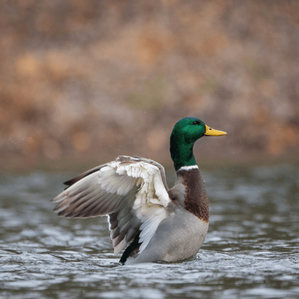 Fun Facts About Ducks | Updated In 2025 | Close To Nature
