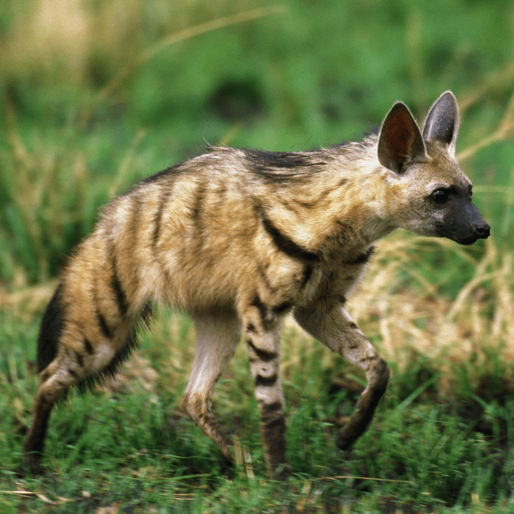 Fascinating Species Of Hyenas - A Closer Look In 2026