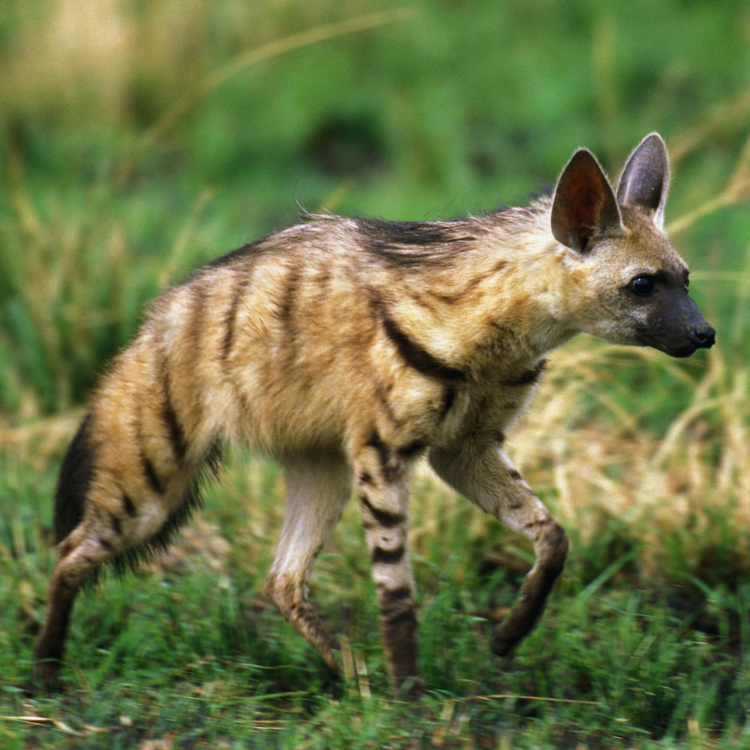 Fascinating Species Of Hyenas - A Closer Look In 2026