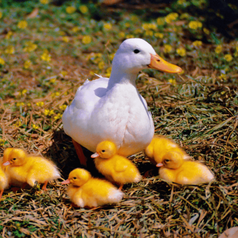 Fun Facts About Ducks | Updated In 2025 | Close To Nature