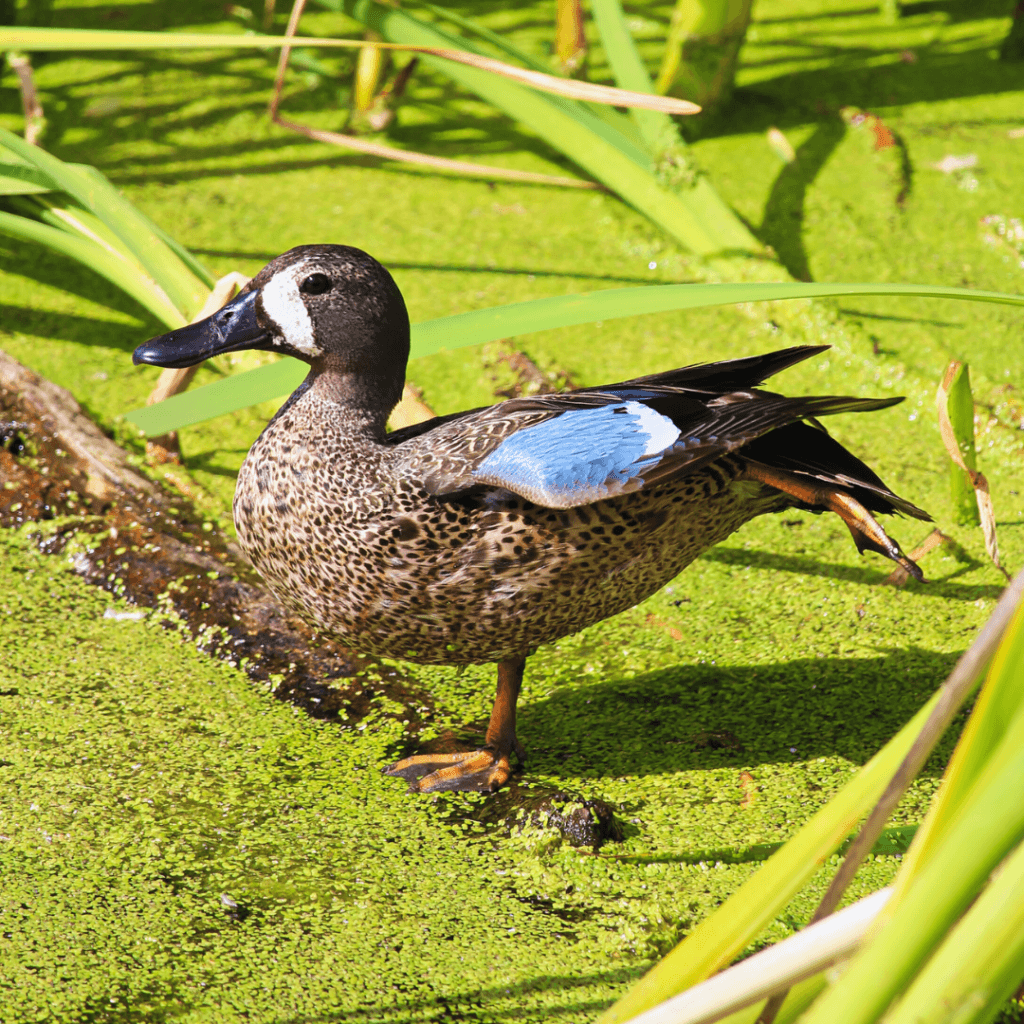 A Comprehensive List Of Duck Types In 2025 | Close To Nature