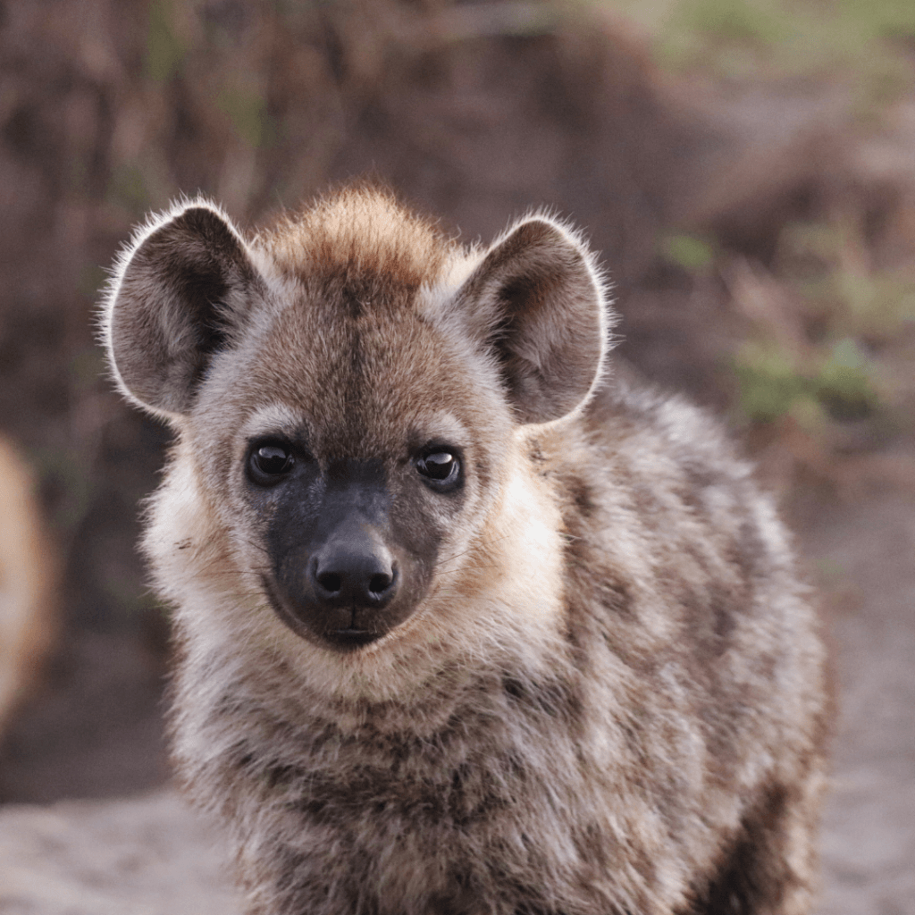 Fascinating Species Of Hyenas - A Closer Look In 2025