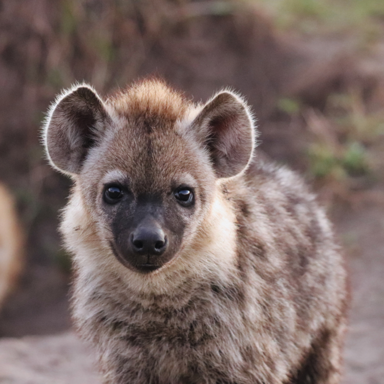 Fascinating Species Of Hyenas - A Closer Look In 2026