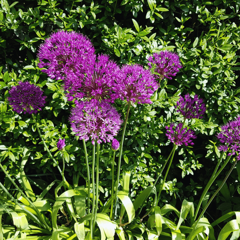 Best Guide For Companion Planting With Roses In 2026 | Close To Nature