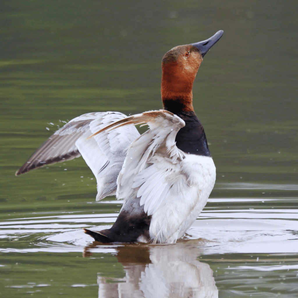 A Comprehensive List Of Duck Types In 2026 | Close To Nature