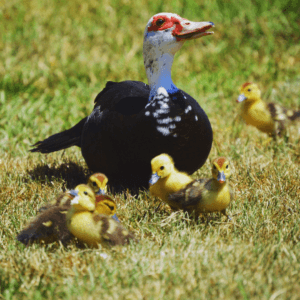 Fun Facts About Ducks | Updated In 2026 | Close To Nature