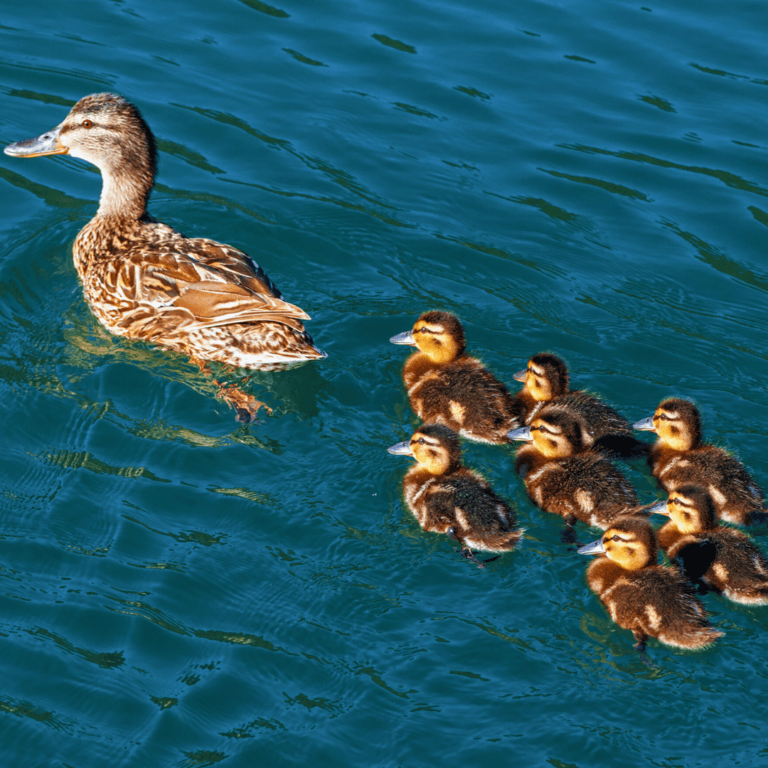 Fun Facts About Ducks | Updated In 2026 | Close To Nature