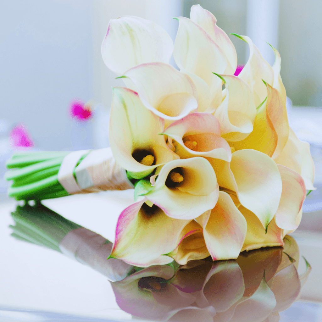 All About Lilies: Your Ultimate Guide! | Updated In 2026