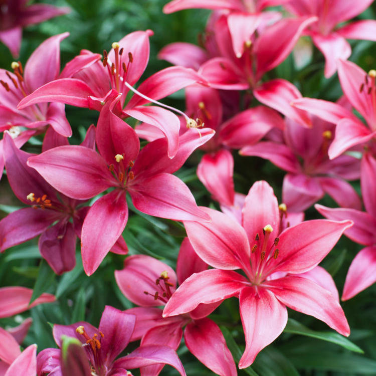 Best Types Of Lily Plants For Your Garden | Updated In 2026