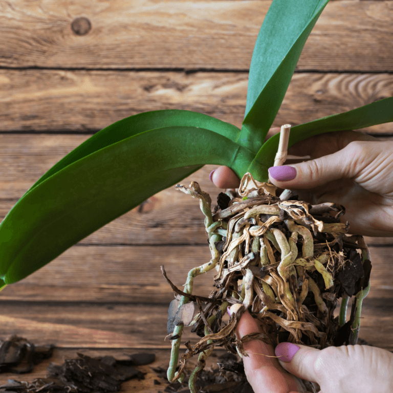 Essential Guide To Flower Diseases For 2025