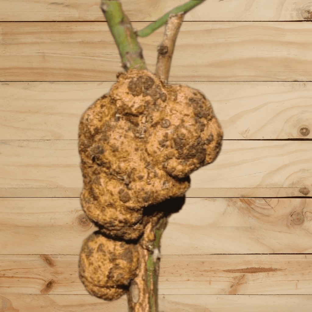 Essential Guide To Flower Diseases For 2026