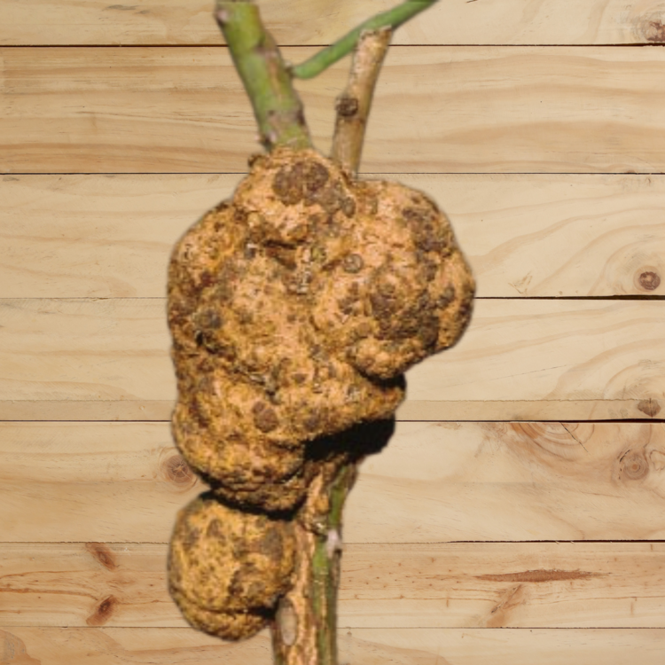 Essential Guide To Flower Diseases For 2026