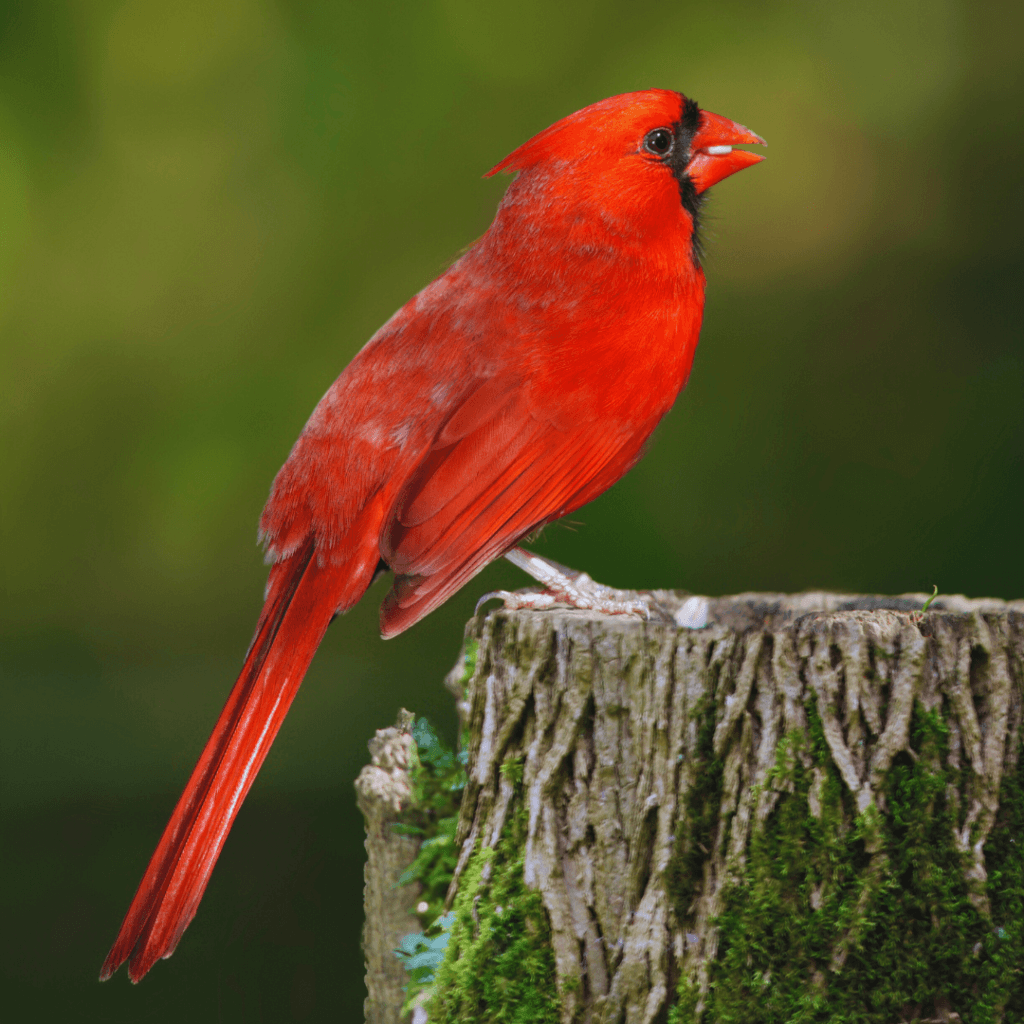 Interesting Facts About Cardinals In 2026 | Close To Nature