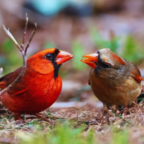 Interesting Facts About Cardinals In 2025 | Close To Nature