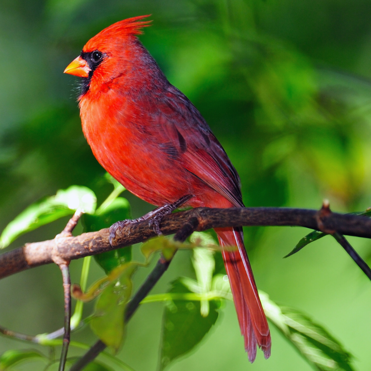 Interesting Facts About Cardinals In 2025 | Close To Nature