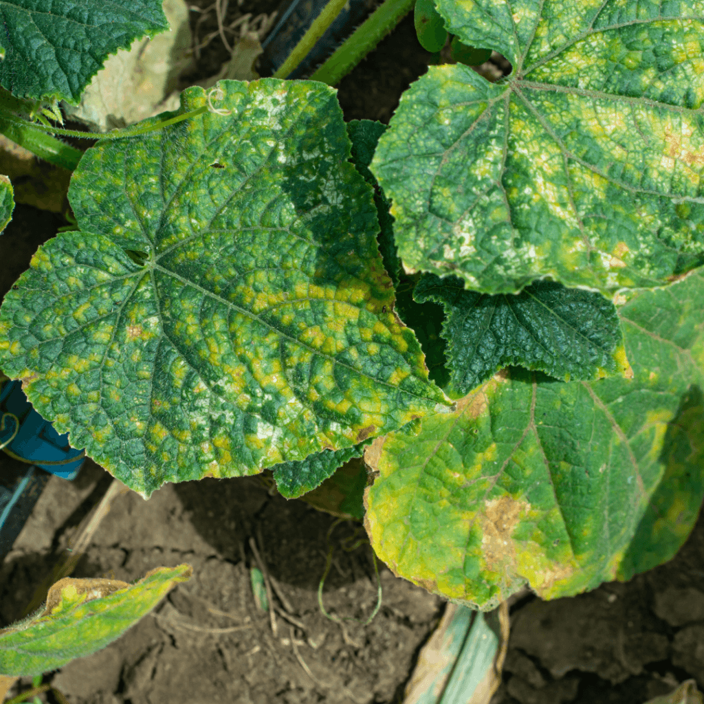 Common Vegetable Diseases In Your Garden | Updated In 2025