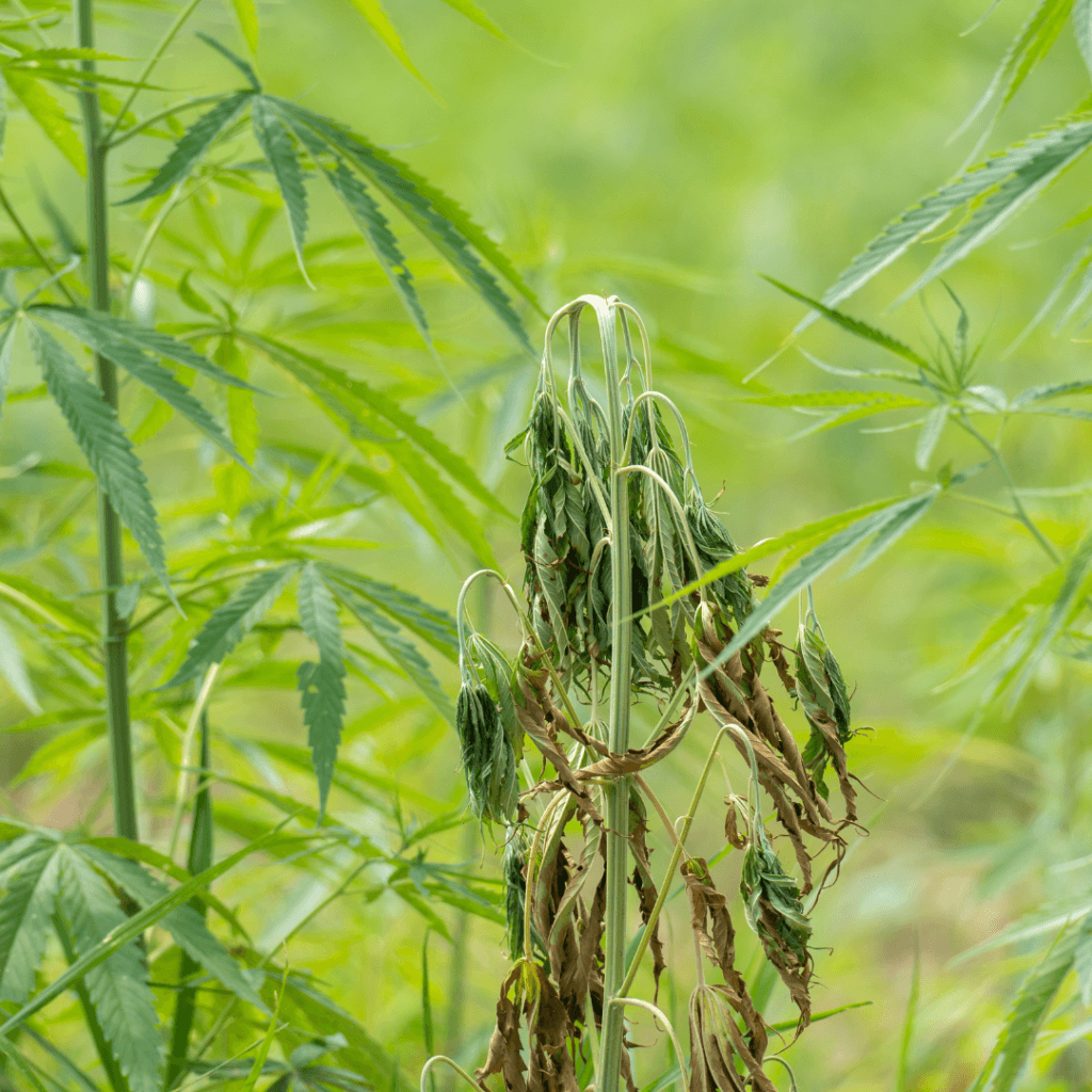 Common Vegetable Diseases In Your Garden | Updated In 2026