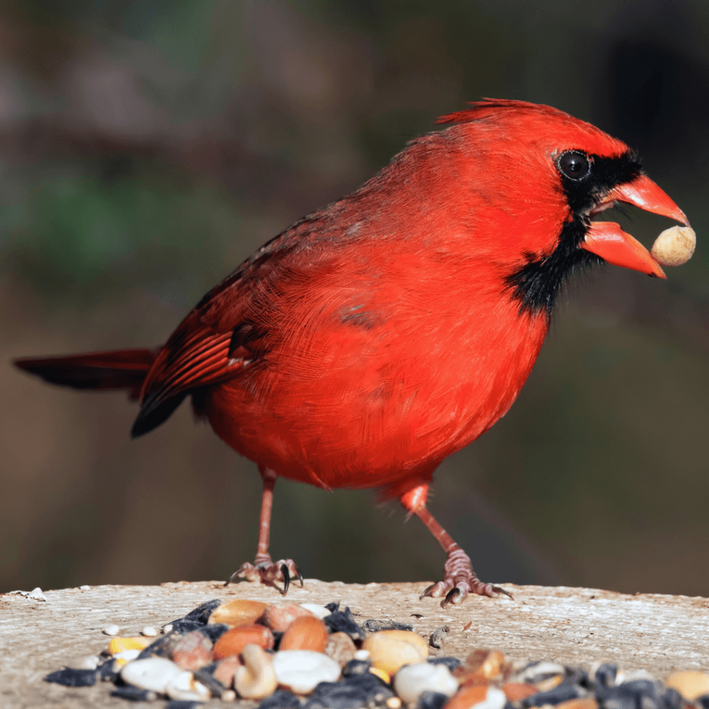 Interesting Facts About Cardinals In 2026 | Close To Nature