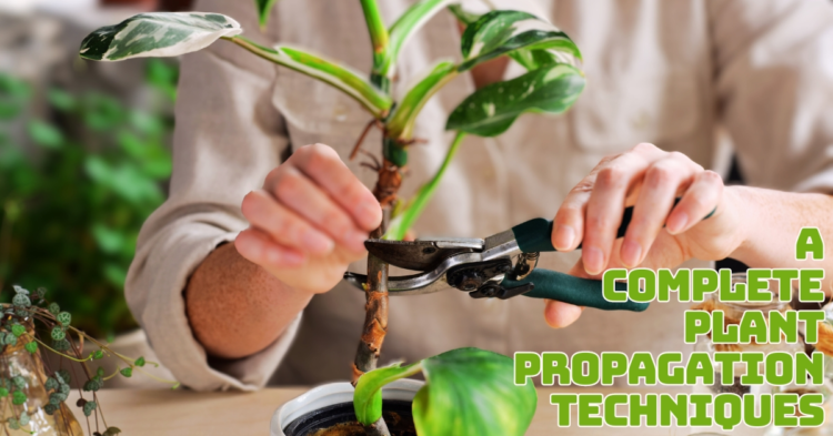 Plant Propagation Techniques 2025 | Close To Nature
