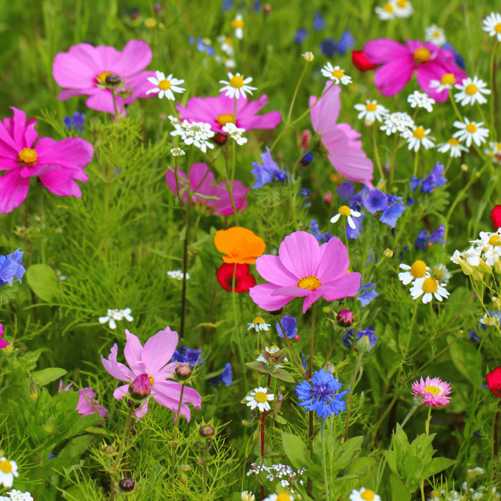 How To Grow Wildflowers In Pots In 2026 | Close To Nature