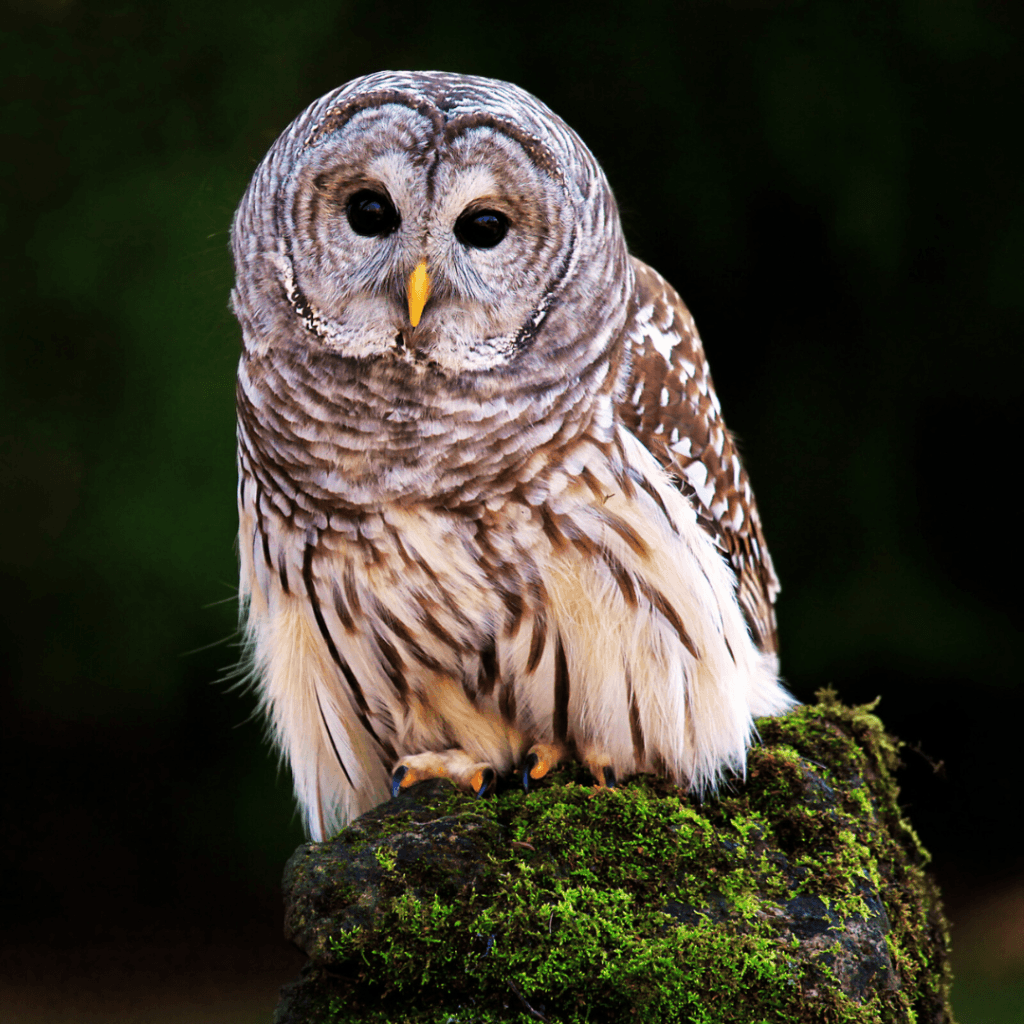 Largest Owls In The World In 2025 | Close To Nature