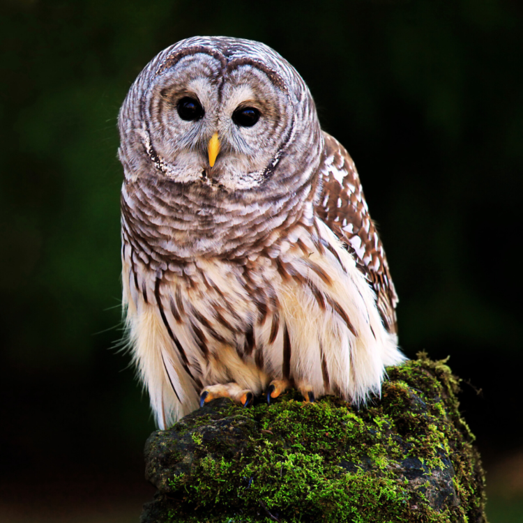 Largest Owls In The World In 2025 | Close To Nature