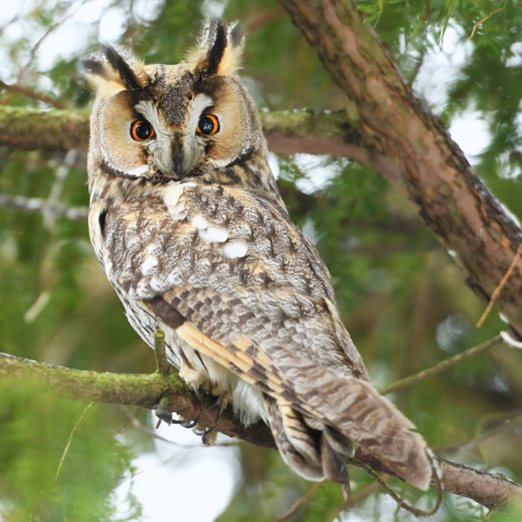 16 Largest Owls In The World: Majestic Giants Of The Wild
