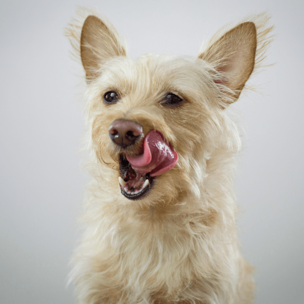 Common Symptoms Of Stress In A Dog You Shouldn’t Ignore | Updated In ...