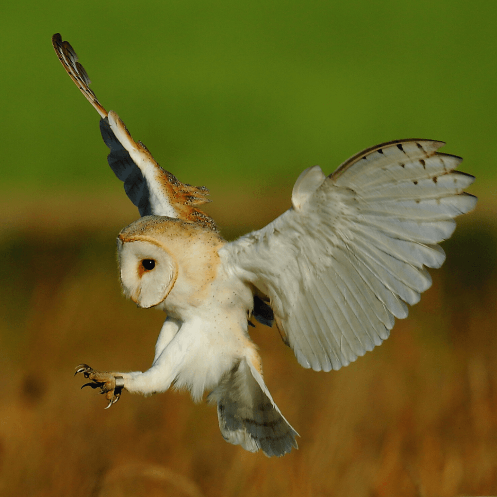 Interesting Facts About Owls That Will Fascinate You | Updated In March ...
