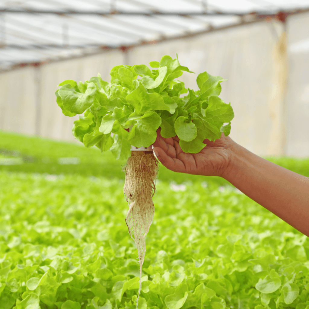 The Best Plants For Hydroponics In 2025 | Close To Nature