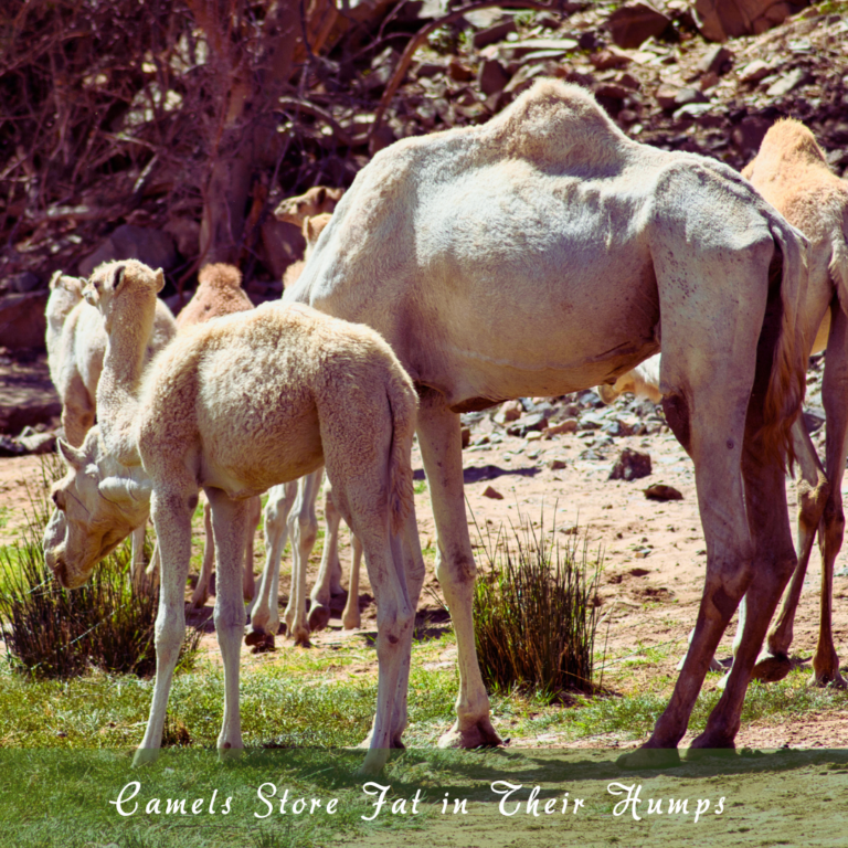 Fun Facts About Animals In 2025 | Close To Nature