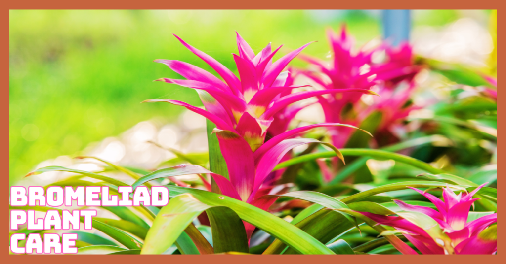 Bromeliad Plant Care In 2025 | Close To Nature