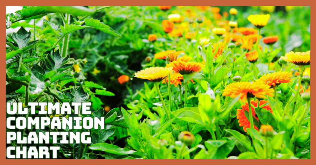Ultimate Companion Planting Chart In 2026 | Close To Nature