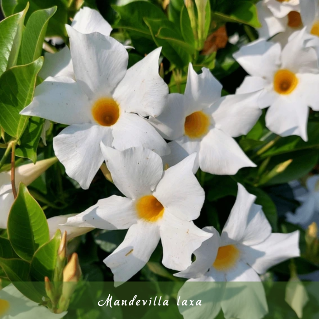 How To Grow Mandevilla: Transform Your Garden In 2026