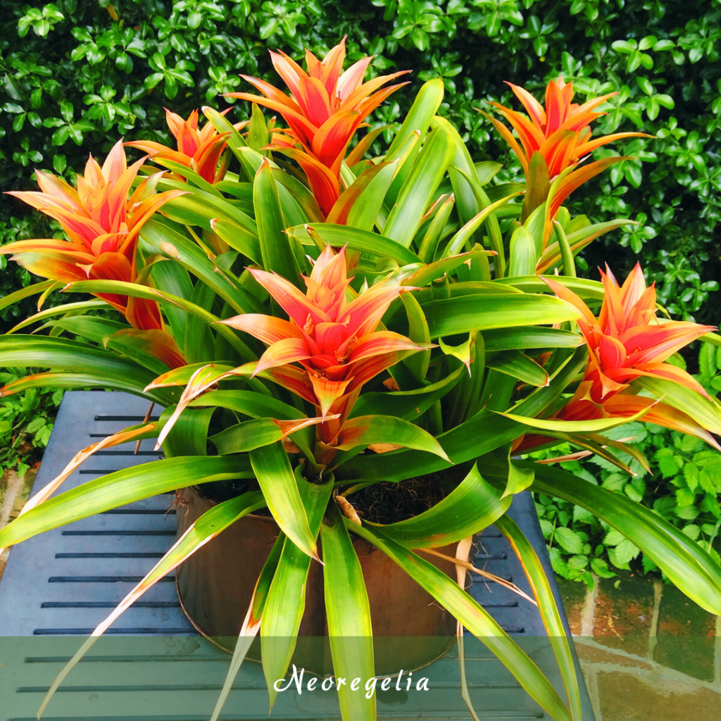 Bromeliad Plant Care In 2025 | Close To Nature