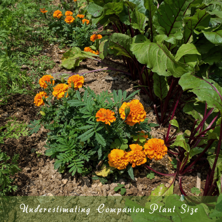 Ultimate Companion Planting Chart In 2026 | Close To Nature