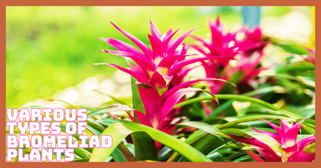 A Guide To The Various Types Of Bromeliad Plants In 2026