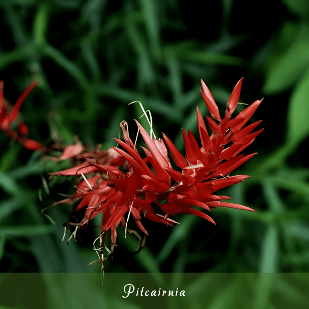 A Guide To The Various Types Of Bromeliad Plants In 2026