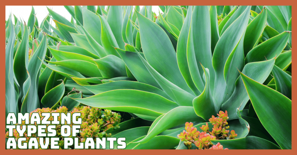 Types Of Okra Plants With Expert Growing Tips In 2025