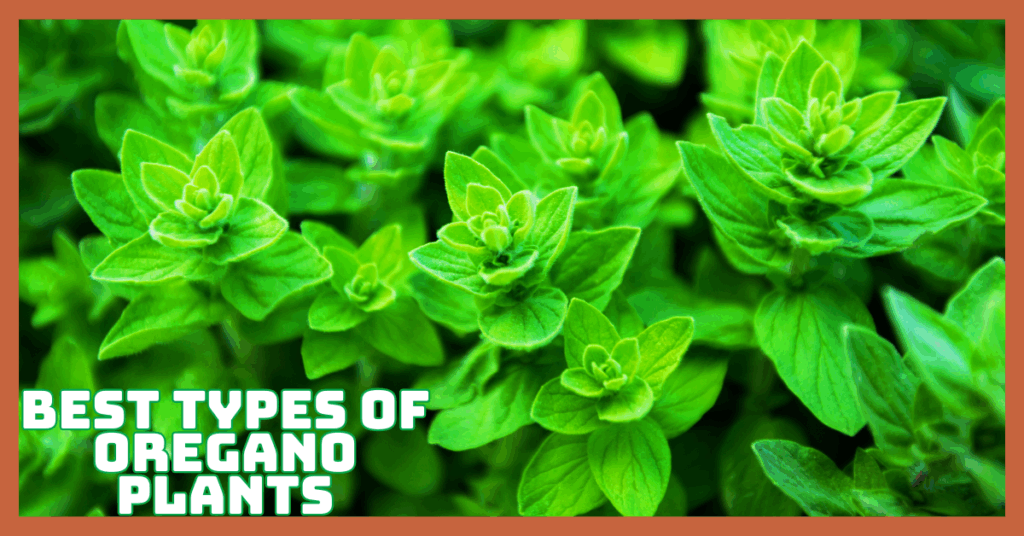 Types Of Okra Plants With Expert Growing Tips In 2025