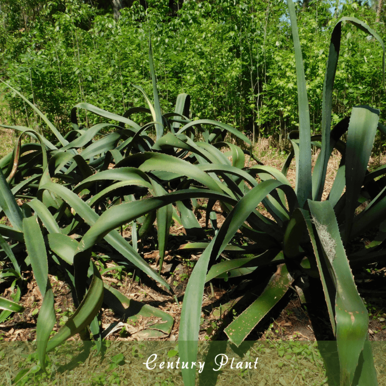 Amazing Types Of Agave Plants To Beautify Your Garden 2026