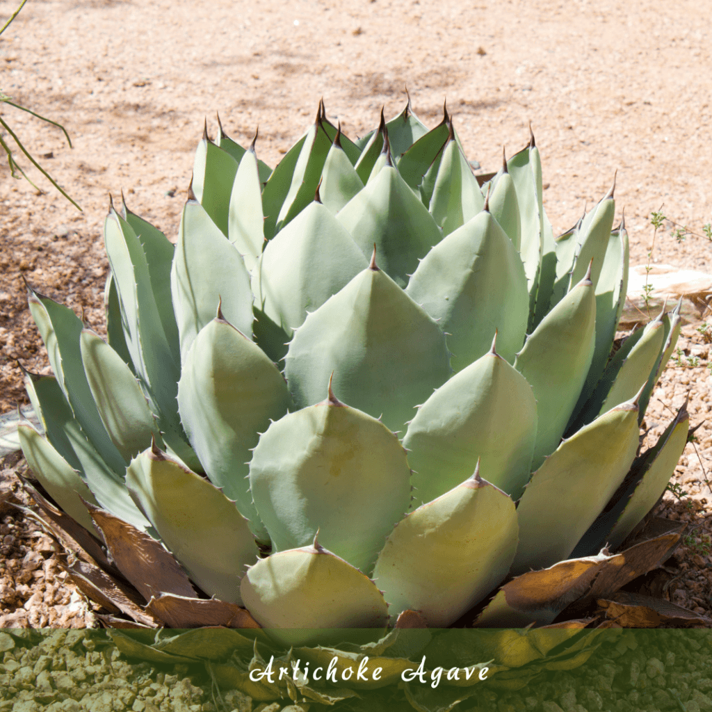 Amazing Types Of Agave Plants To Beautify Your Garden 2026
