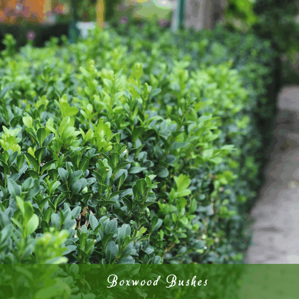 Best Types Of Bushes For Landscaping 2026 | Close To Nature
