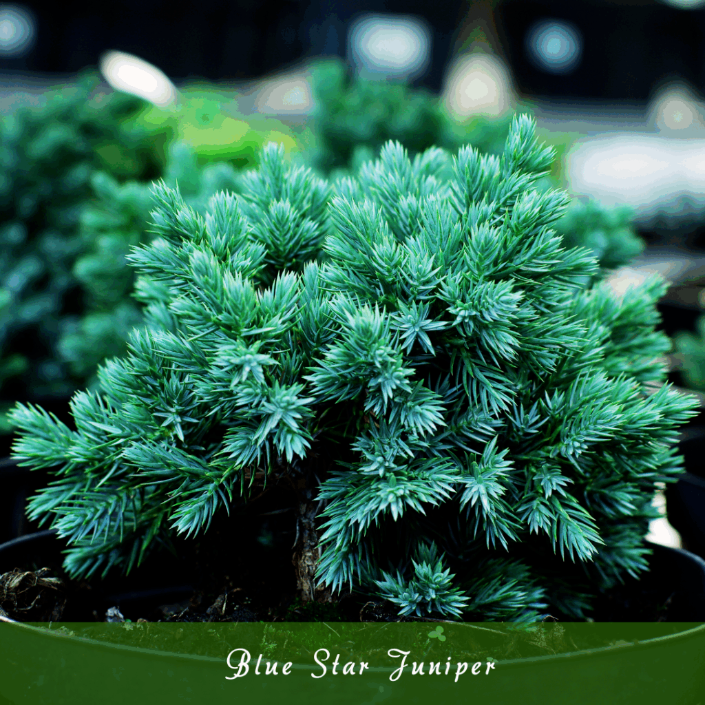 Best Types Of Juniper Shrubs For Stunning Gardens In 2026