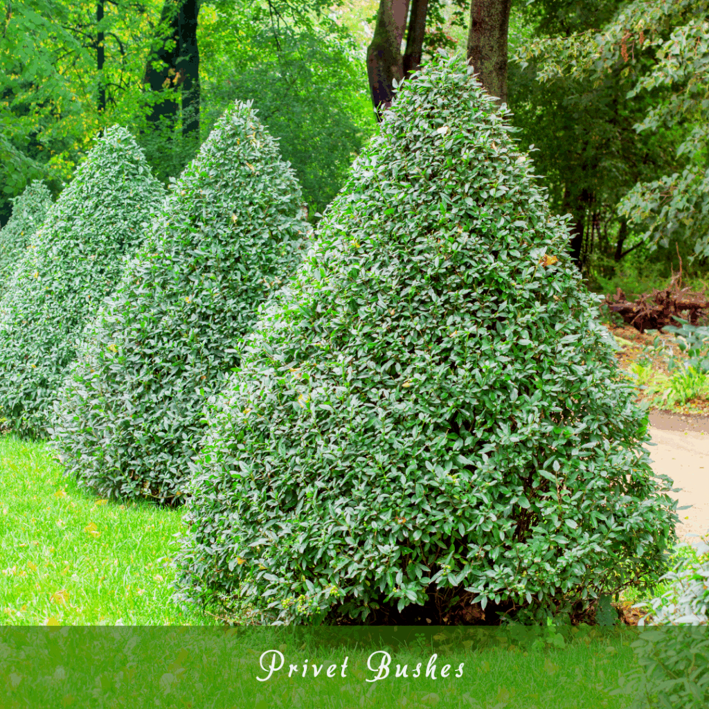 Best Types Of Bushes For Landscaping 2026 | Close To Nature
