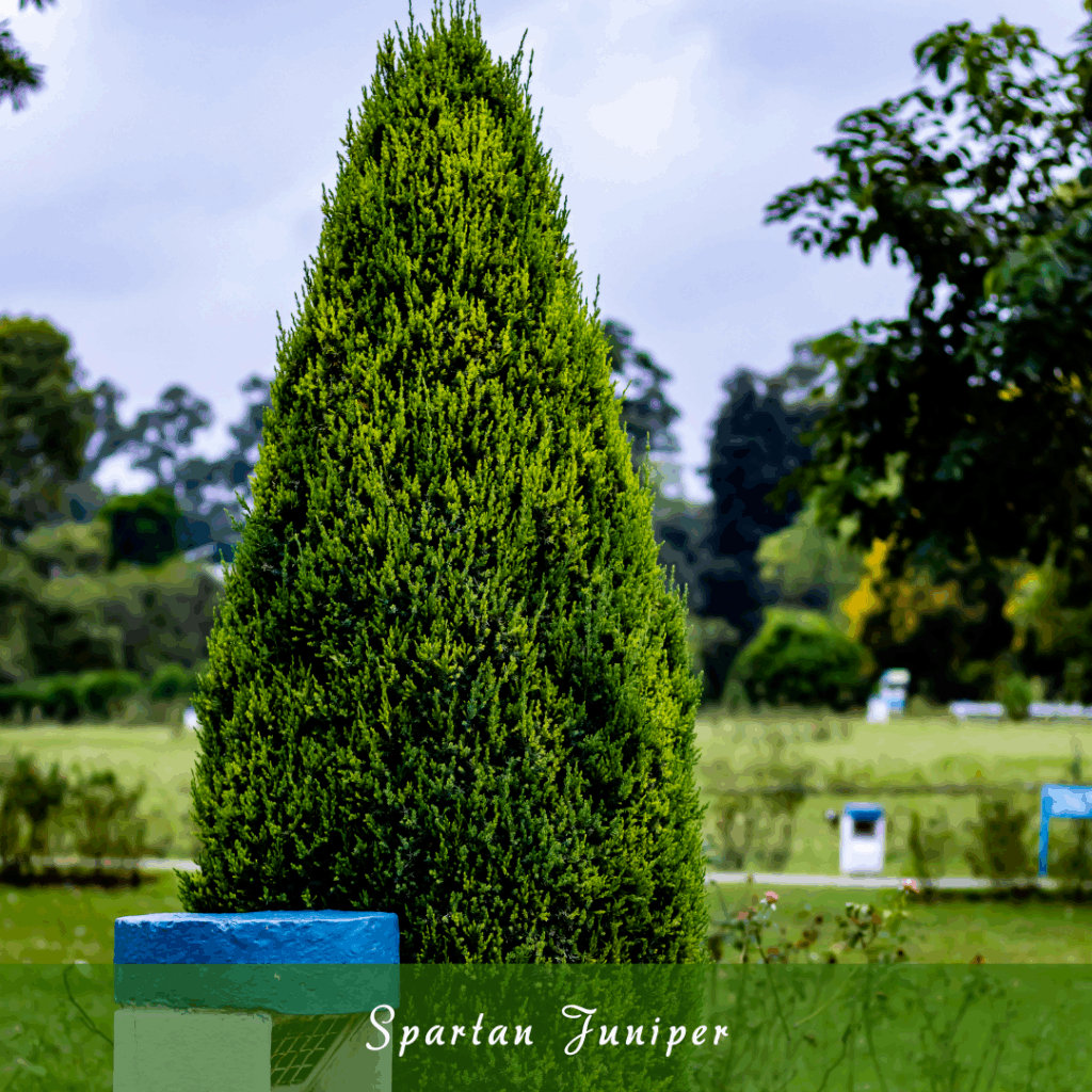 Best Types Of Juniper Shrubs For Stunning Gardens In 2026