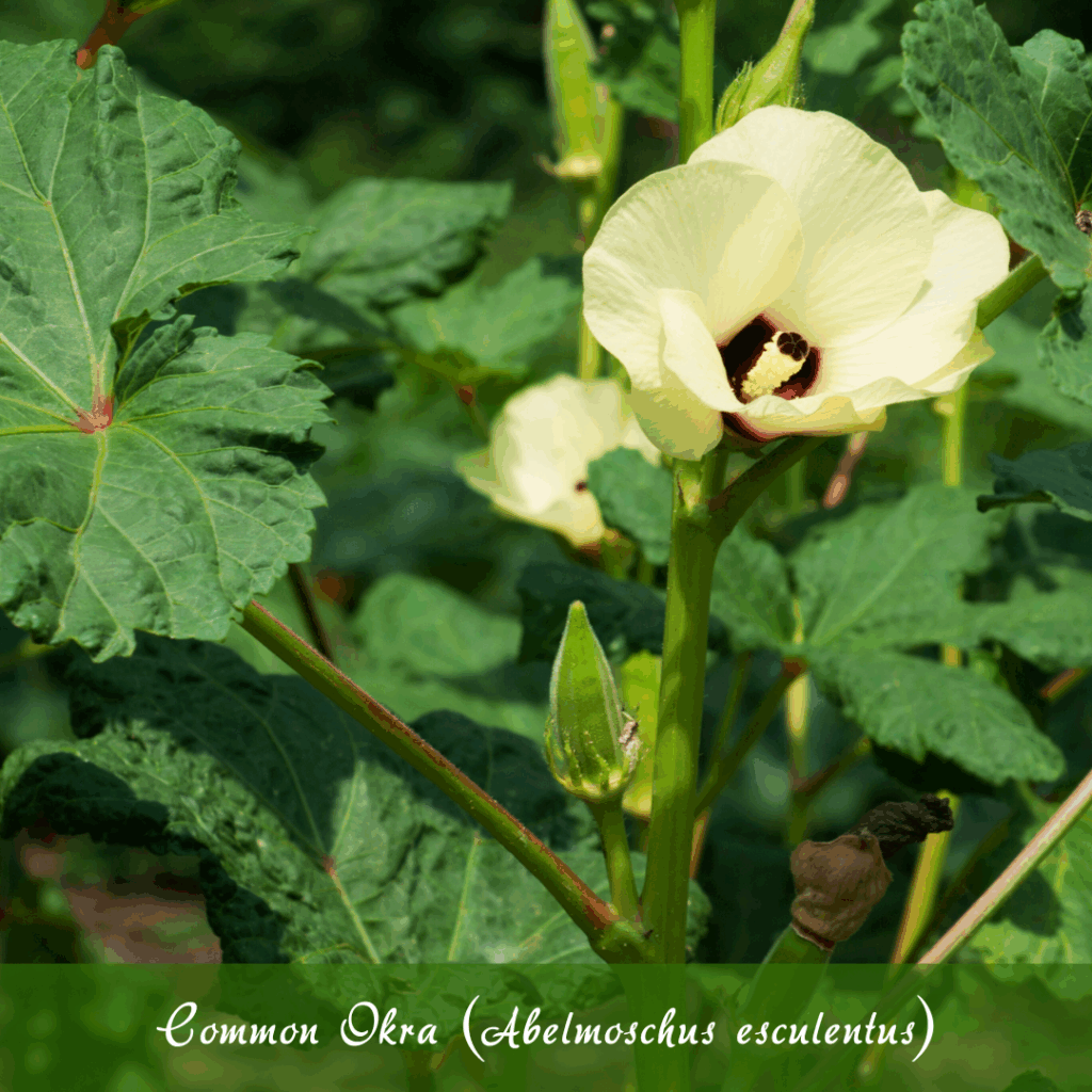 Types Of Okra Plants With Expert Growing Tips In 2025