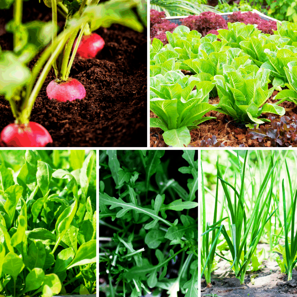 Grow Fast-Growing Vegetables From Seeds Like A Pro In 2026