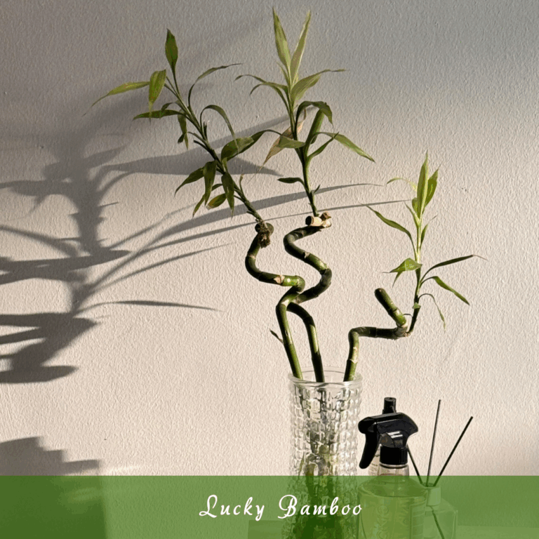 Best Feng Shui Items For Good Luck And Positive Vibes 2026